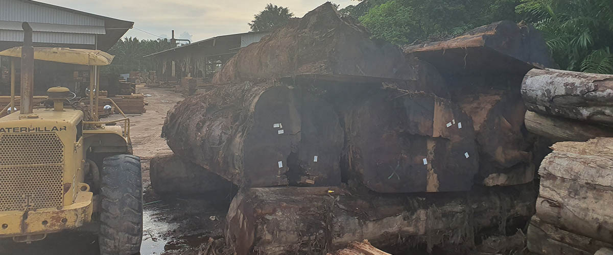 Kamwo Timber | Wood & Timber | CHENGAL | CENGAL