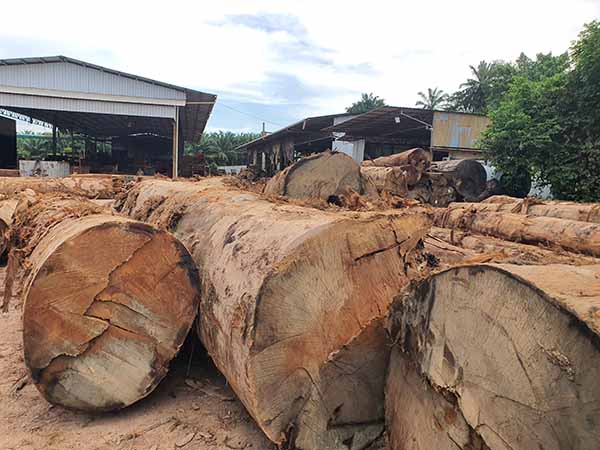 Kamwo Timber | Sawmill | Timber Gallery