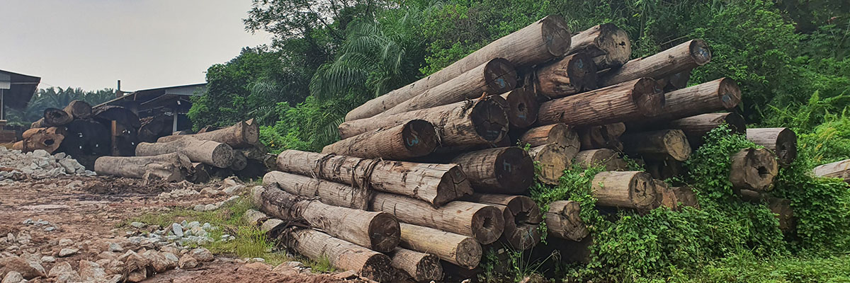 Kamwo Timber | Sawmill | Sawn Timber Supply | MERAWAN