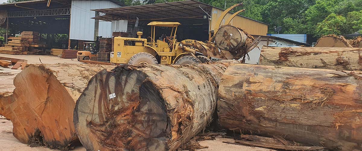 Kamwo Timber | Wood & Timber | BALAU